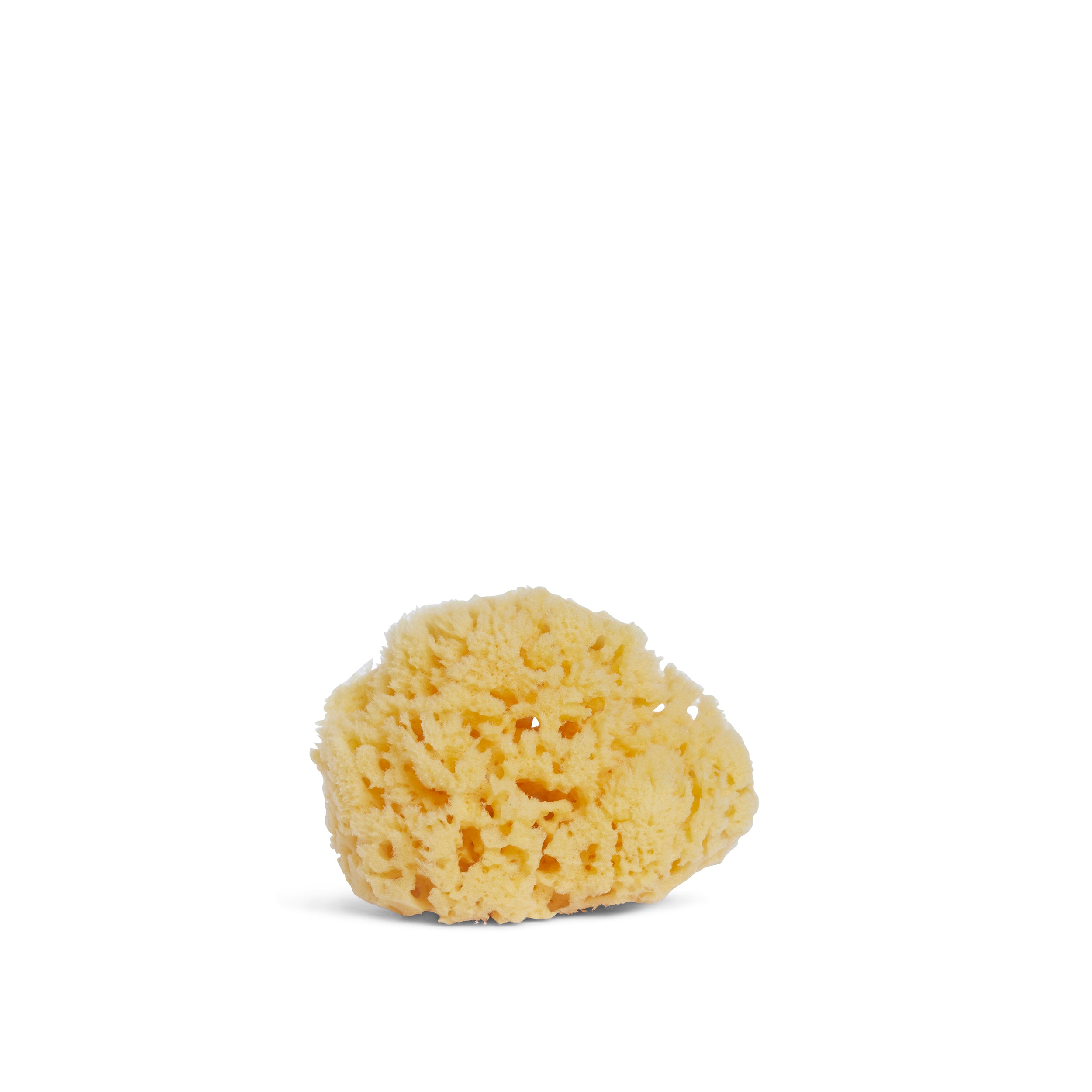 Yellow Sea Sponge