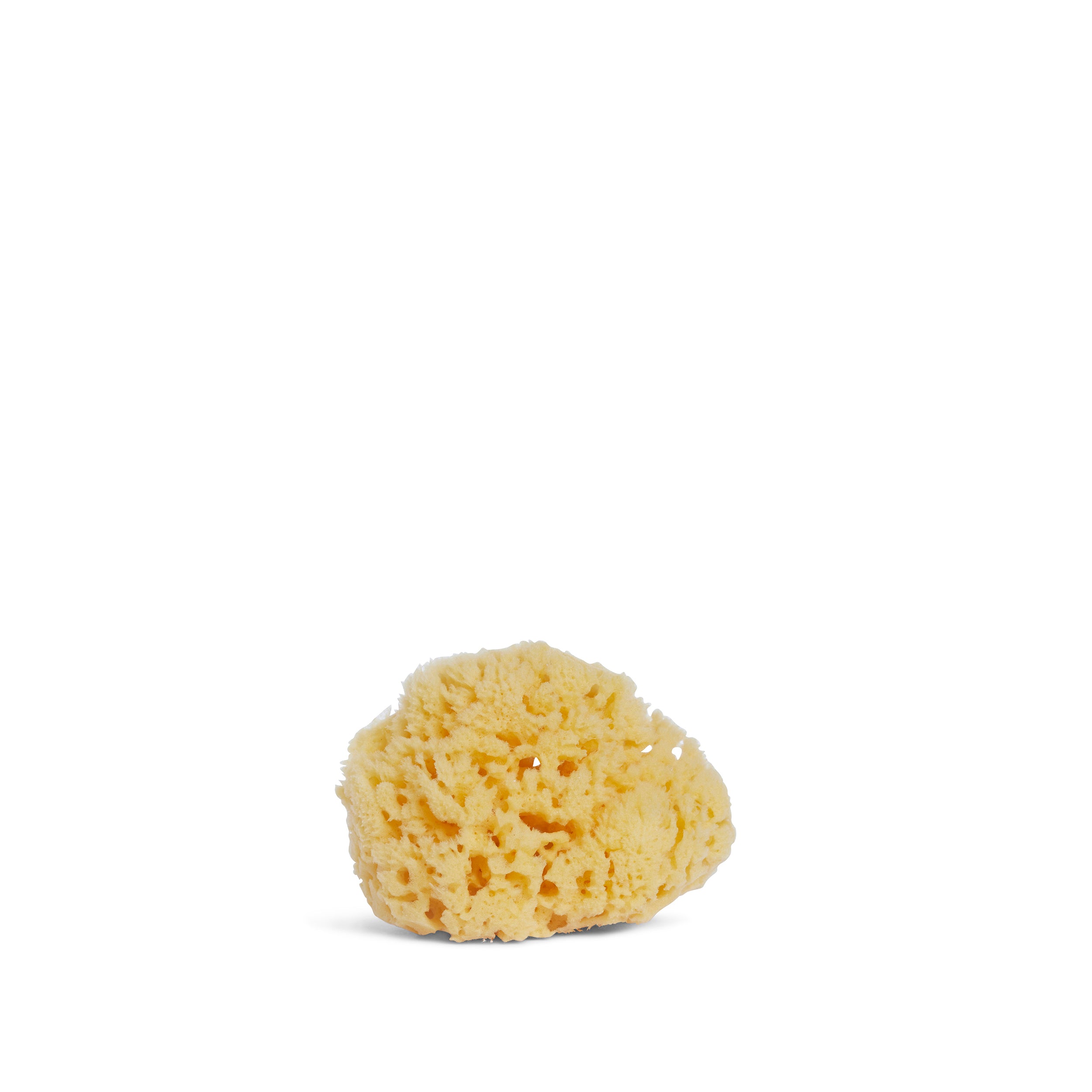 Silk Sea Sponge Loofah | Natural Sea Loofah | Blue Monarch Skincare